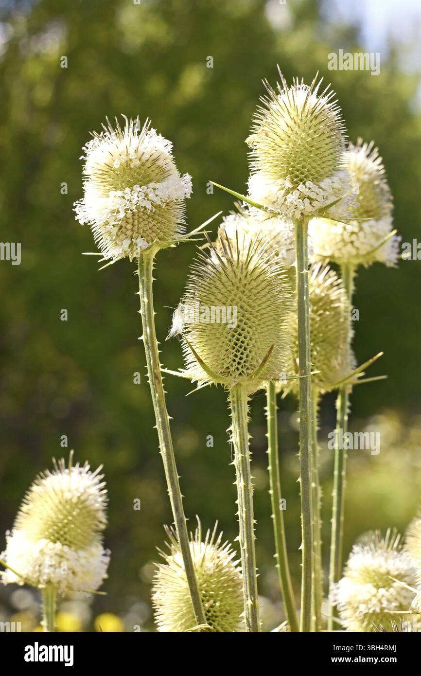 Flowering of Common Teasel close up. In Latin: Dipsacus sylvestris ...