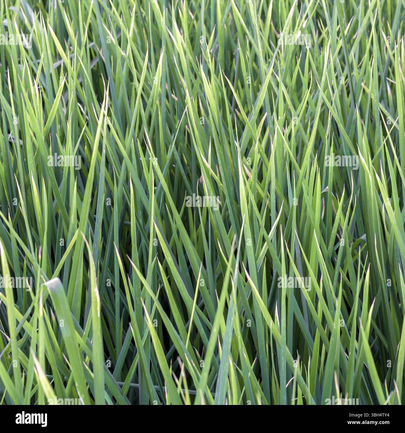 Young rice plant in rice field Stock Photo - Alamy