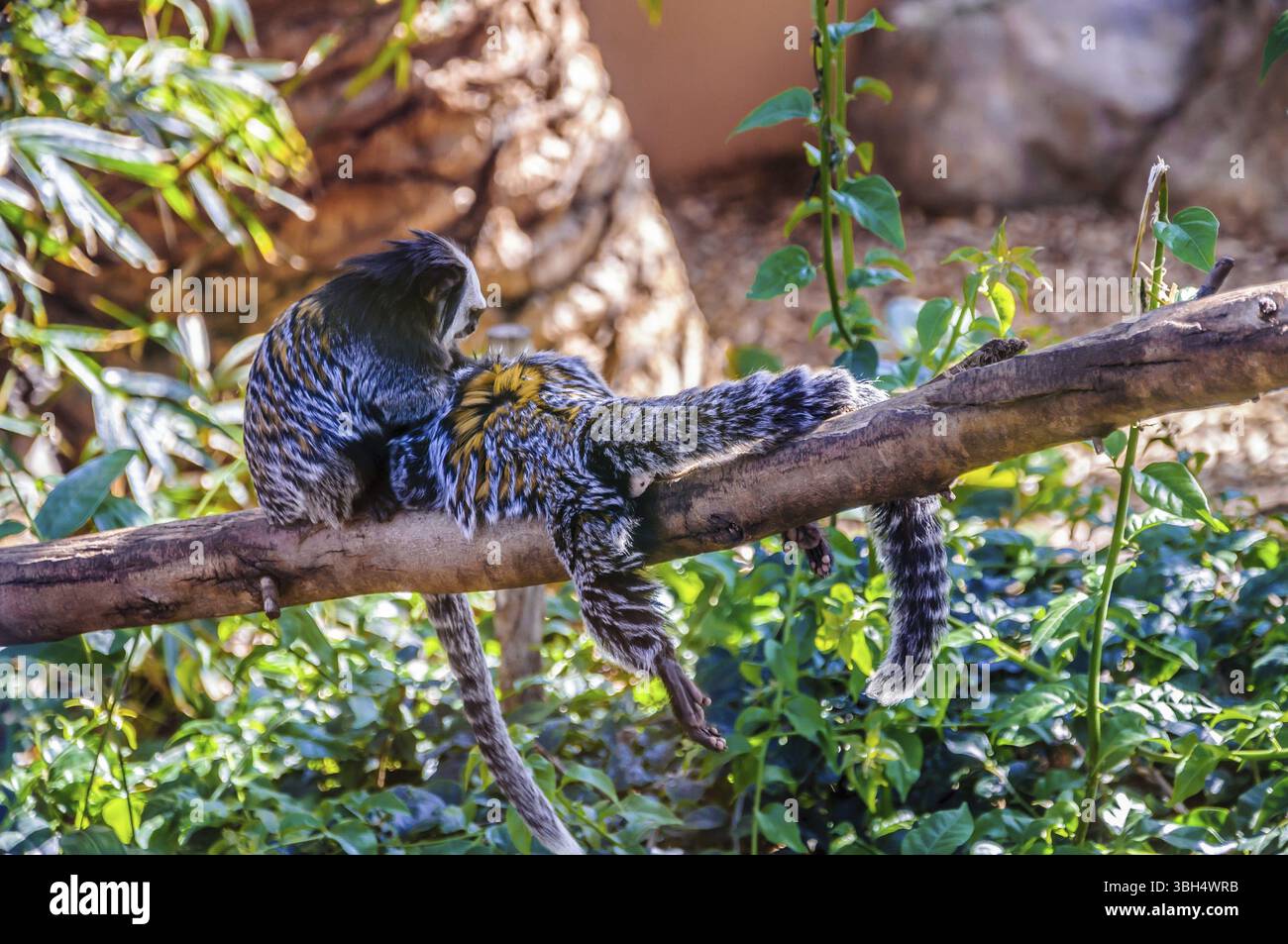 Titi, tamarin monkey in Loro Parque, Tenerife, Canary Islands Stock ...