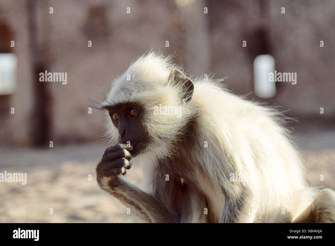Langur eats ants crawling on the ground. Monkey bitten by an ant ...