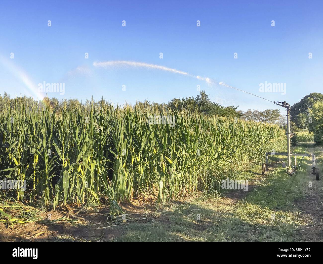 Farm field wheat growing field sprinkler. Farm crop sprinkler ...