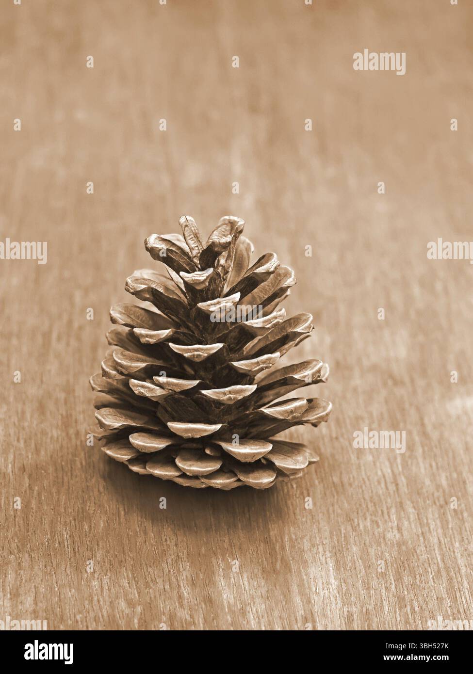 Sepia toned fir pine hi-res stock photography and images - Alamy