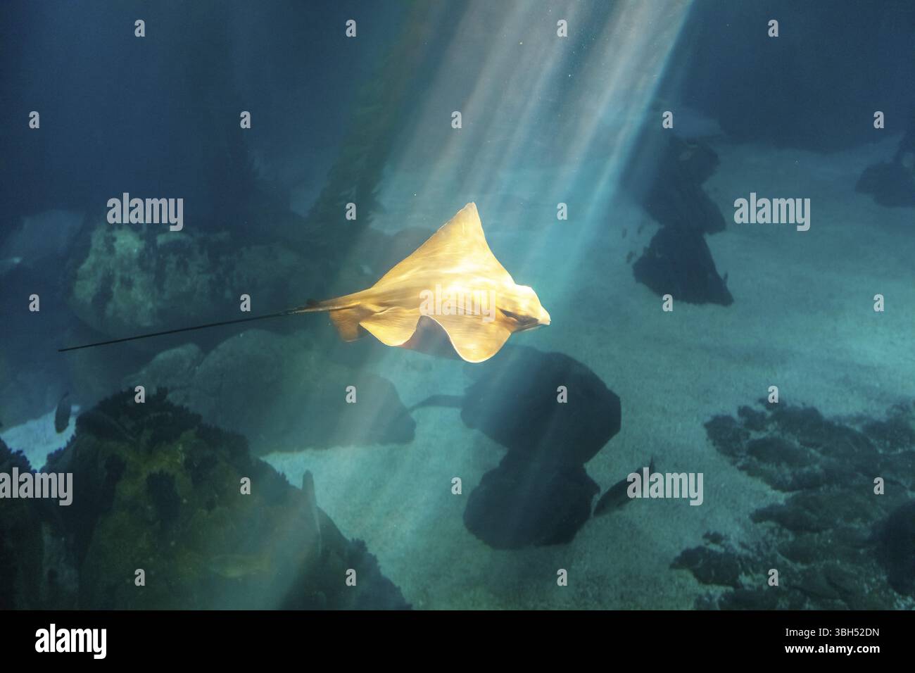 Family myliobatidae hi-res stock photography and images - Alamy