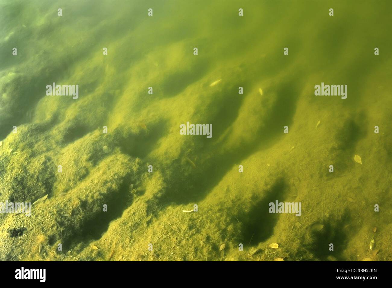 The surface of the pond bottom is covered with aquatic plants and ...