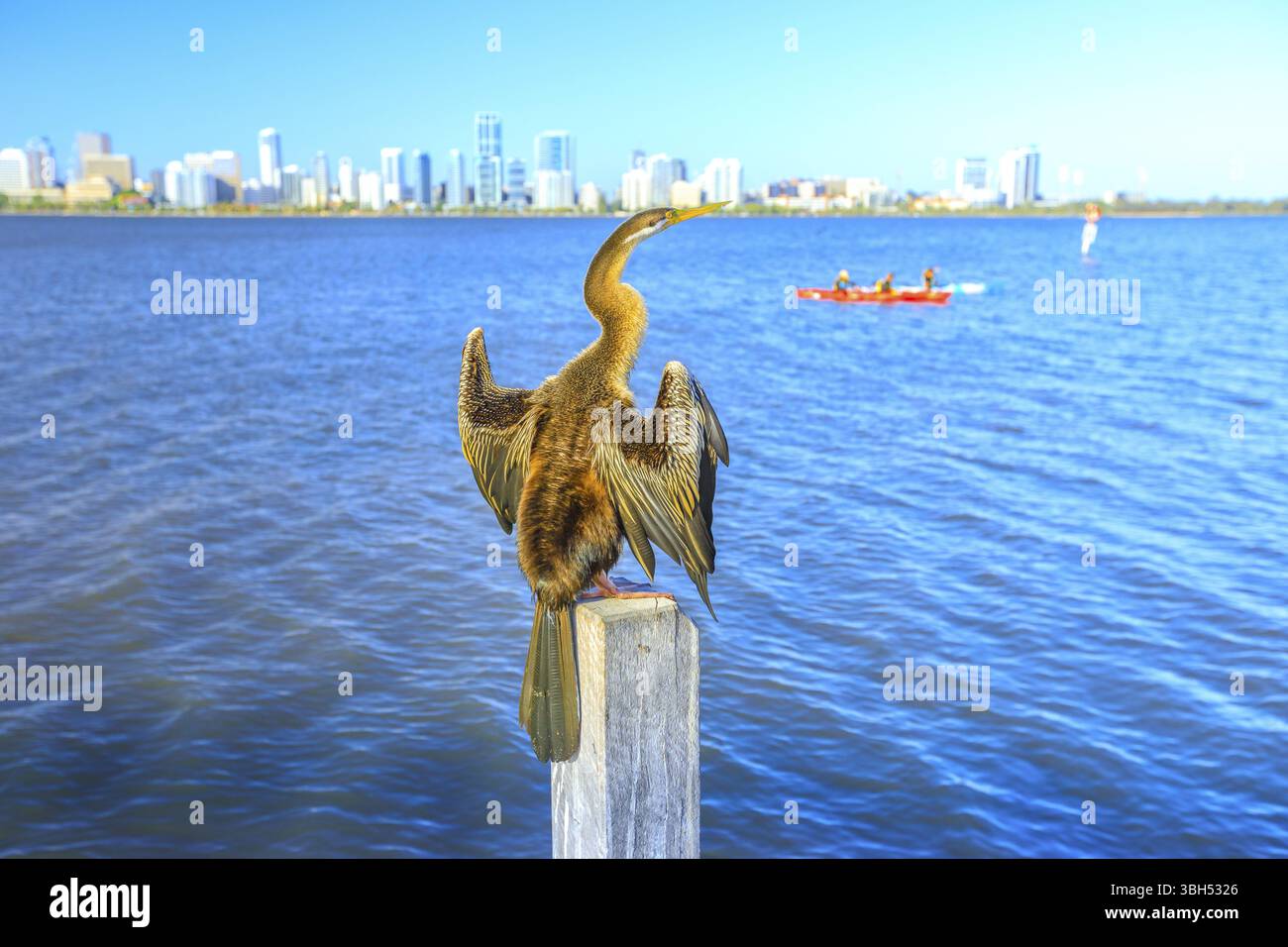 Australian Cormorant on a wooden pillar drying its wings on the Swan ...