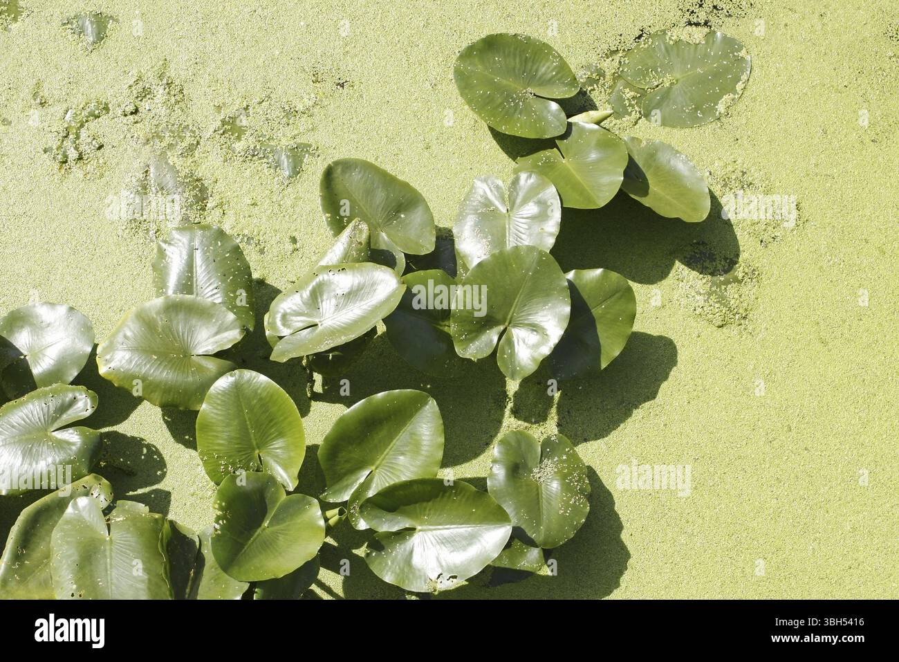 Spatterdock plants or yellow water lilies (Latin name: Nuphar lutea ...