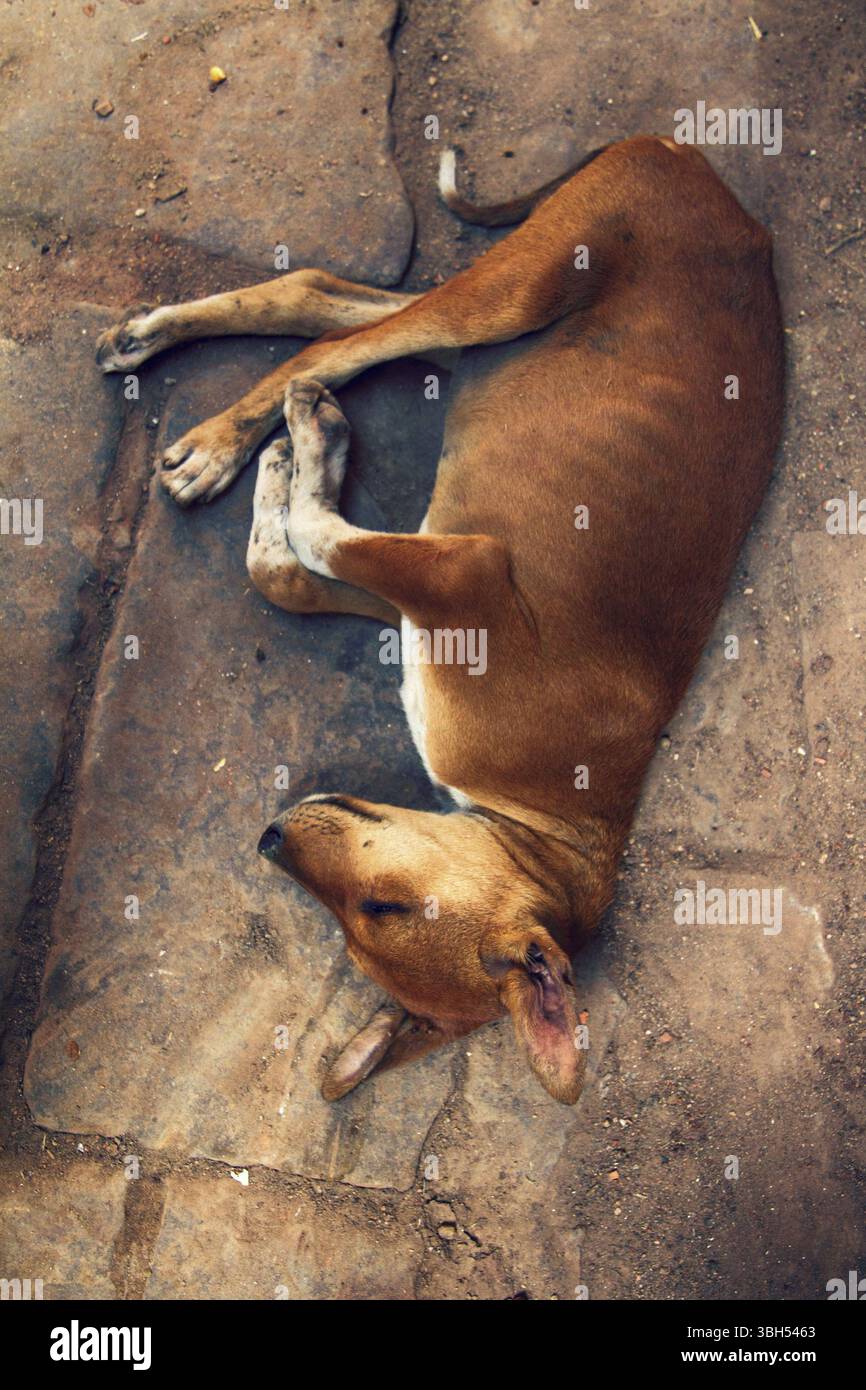 Stray dog on ground, top view. Rescue and shelters for homeless animals ...