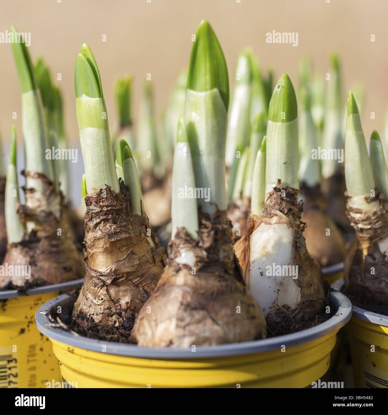 Daffodil bulbs in cans. Young narcissus growing Stock Photo - Alamy