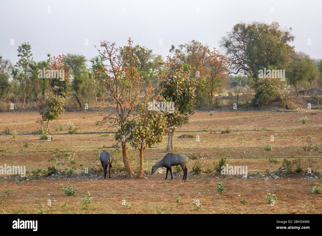 Nilgau antelopes on abandoned farmland eat mulberry fruit in dry season ...