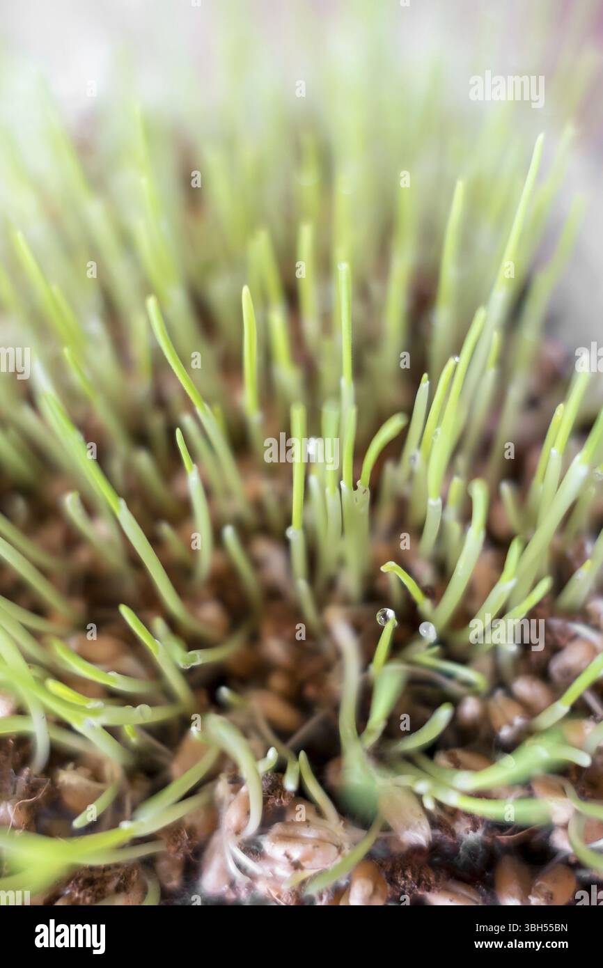 Cat grass. Useful food for the digestion of cats and a healthy stomach ...