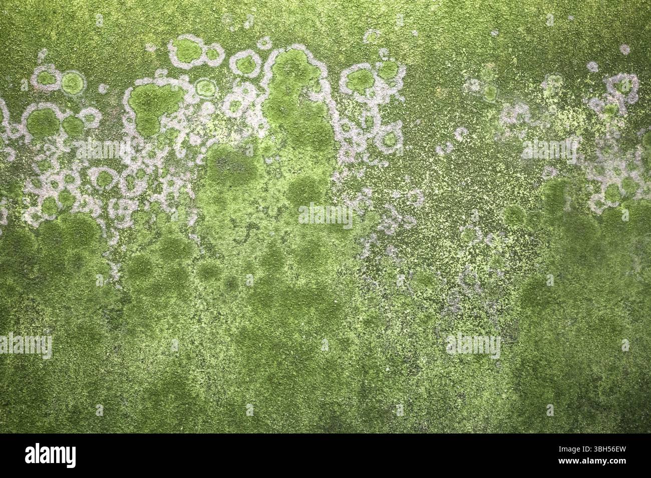 Moss and mold affect the plaster of an exterior wall Stock Photo - Alamy