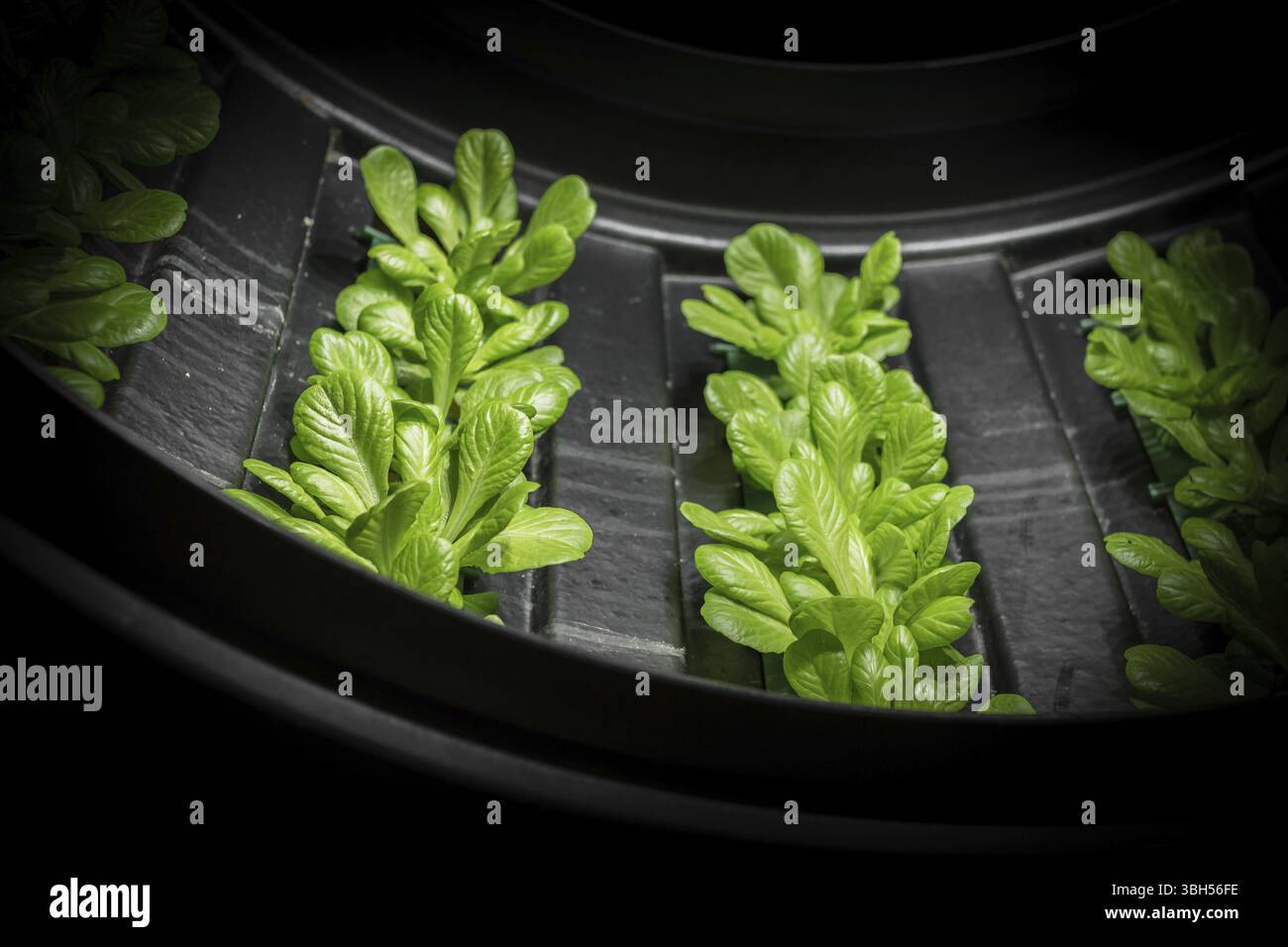 Indoor cultivation of lettuce in circular structures rotating Stock ...