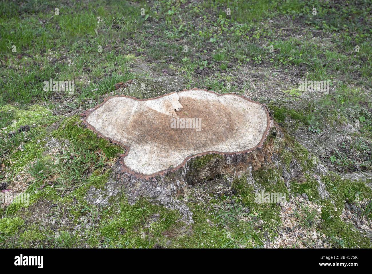 Tree cut in the forest. Isolated. Isolated cut trunck Stock Photo - Alamy