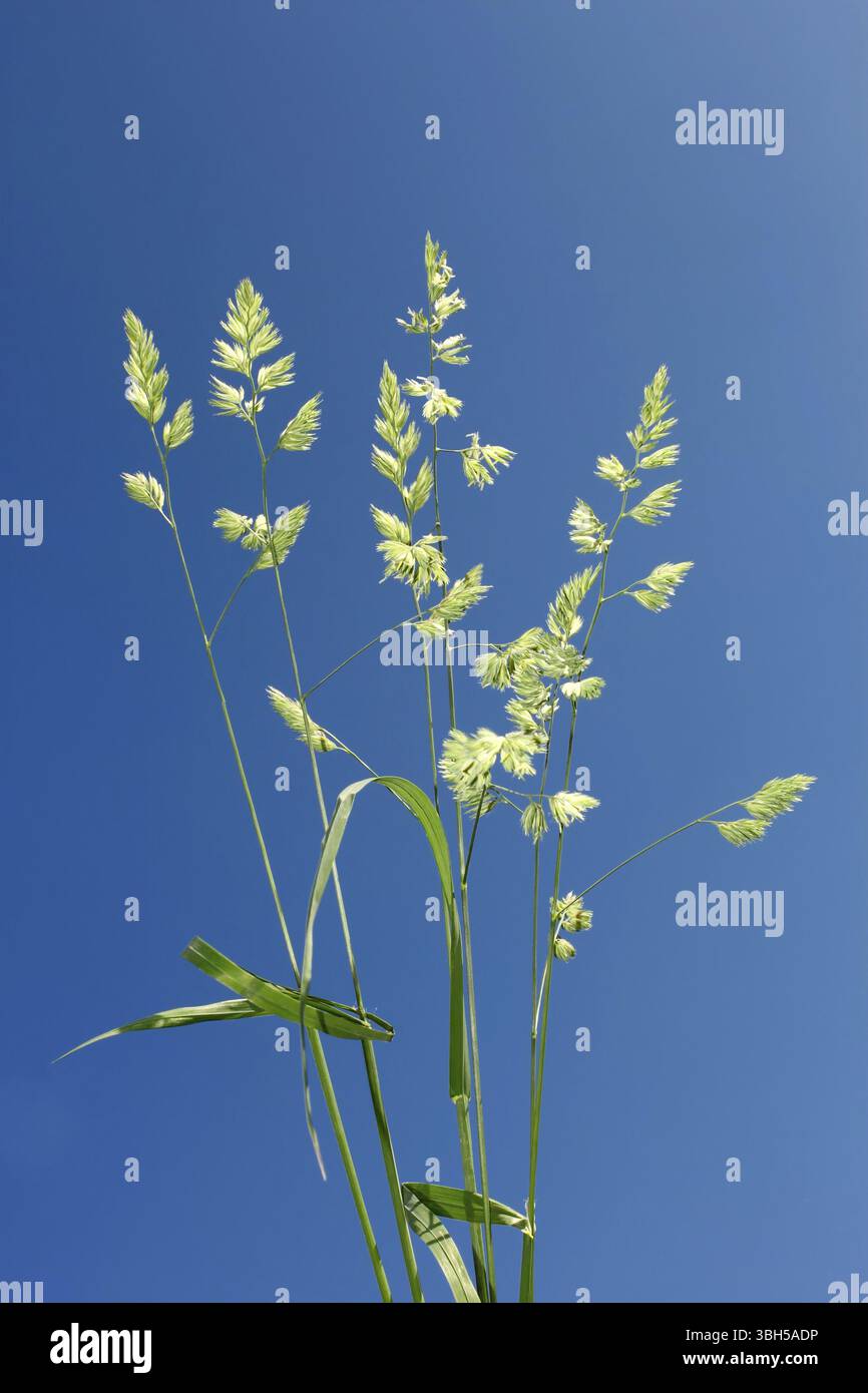 Rough cocksfoot hi-res stock photography and images - Alamy