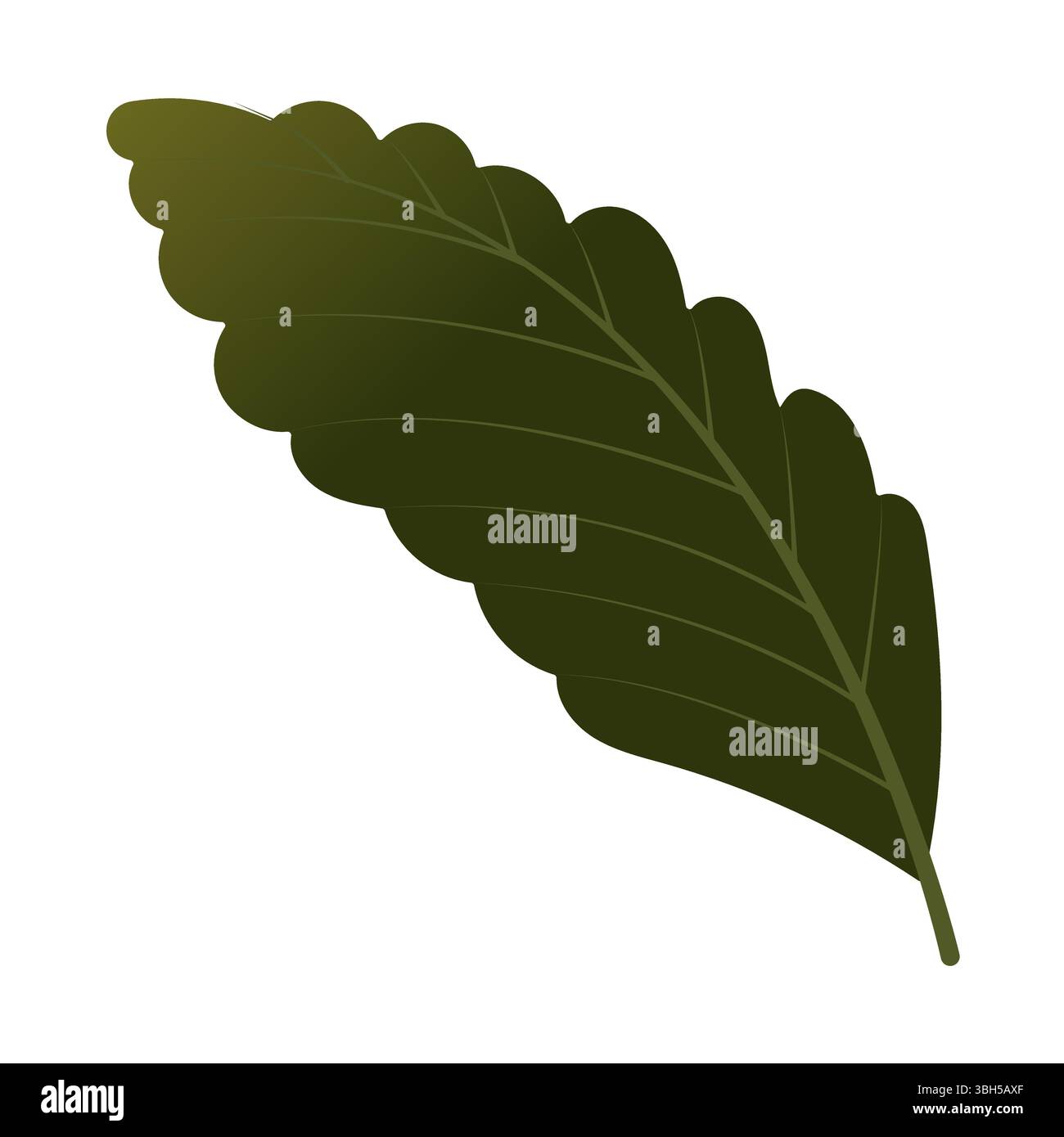 Strawberry leaf close-up. Part of the plant. Vector illustration ...