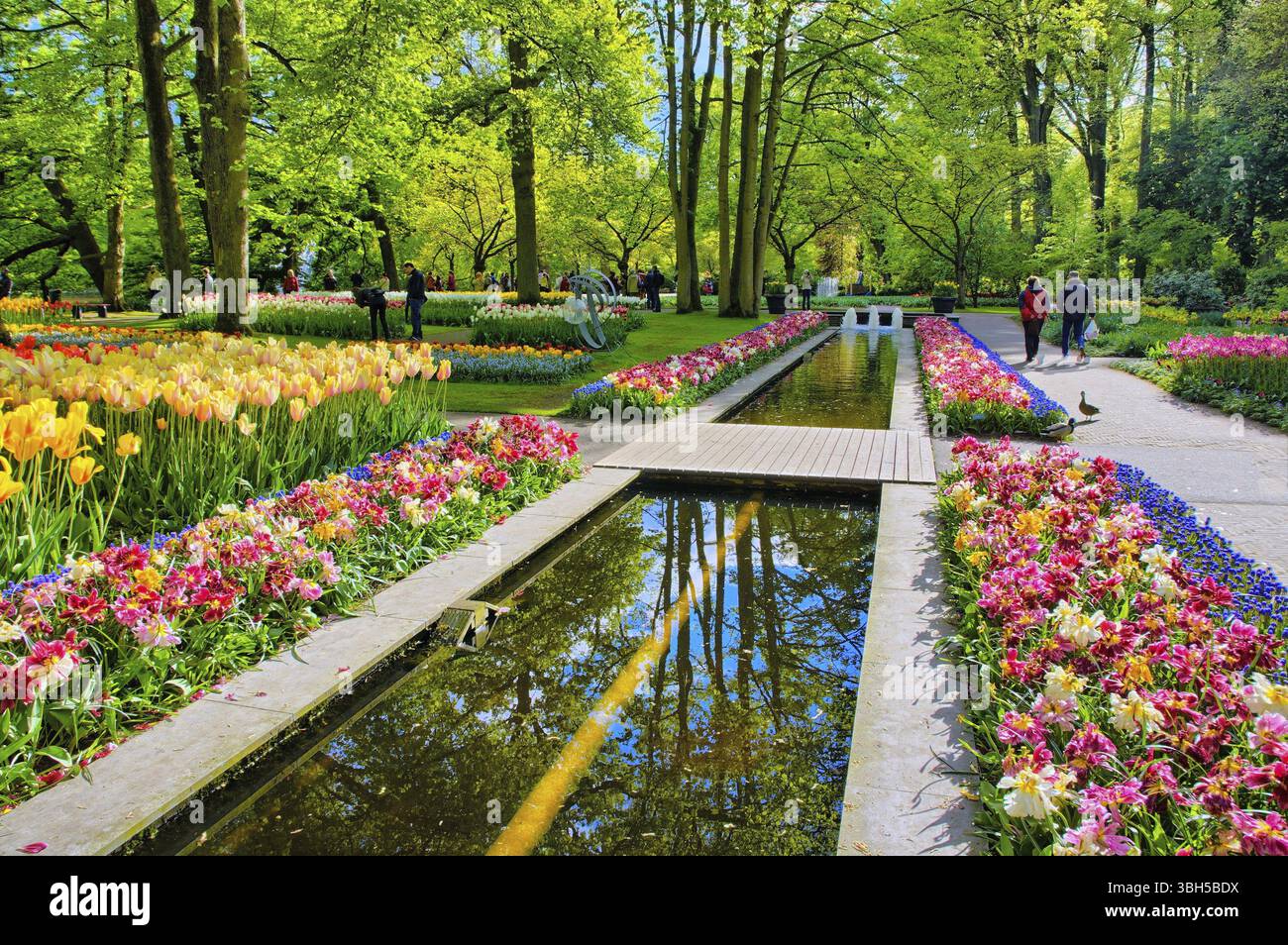 Water path surrounded by colorful tulips, Keukenhof Park, Lisse in ...