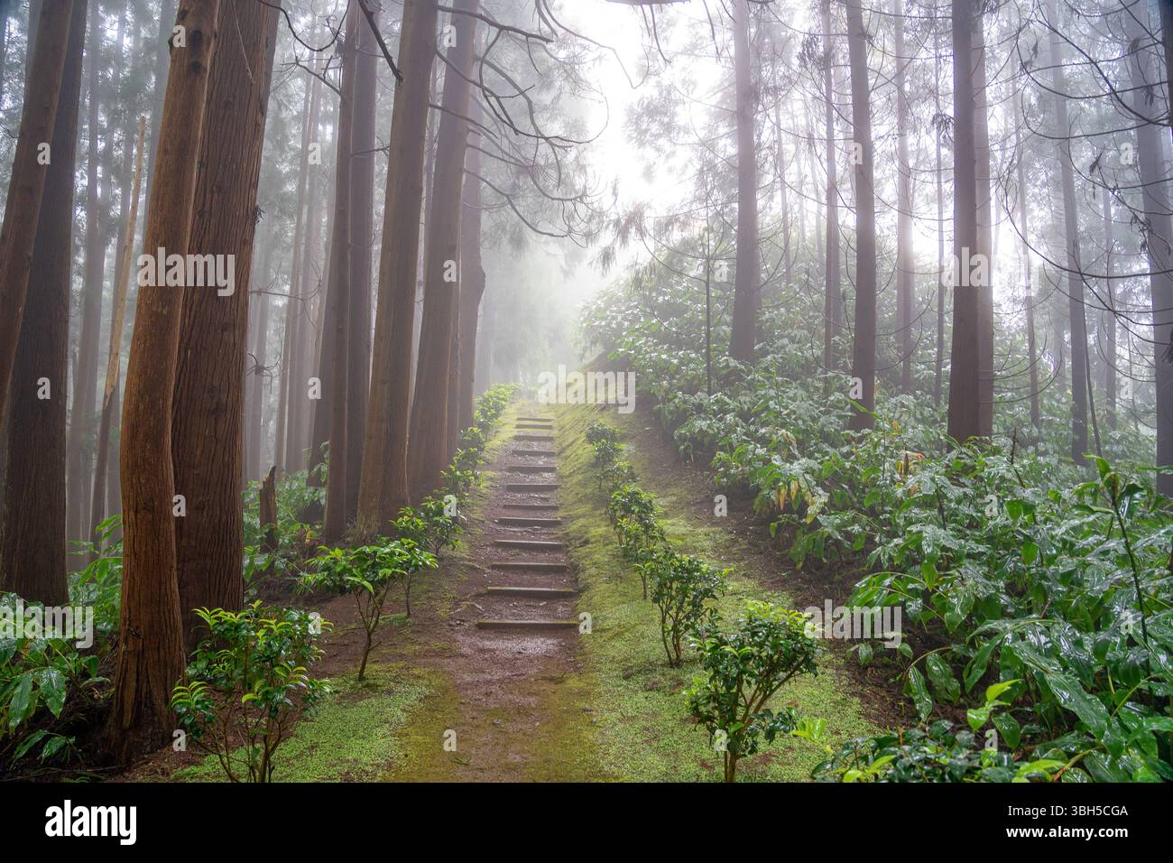 Fontinhas forest park with dense vegetation on a foggy day in a ...