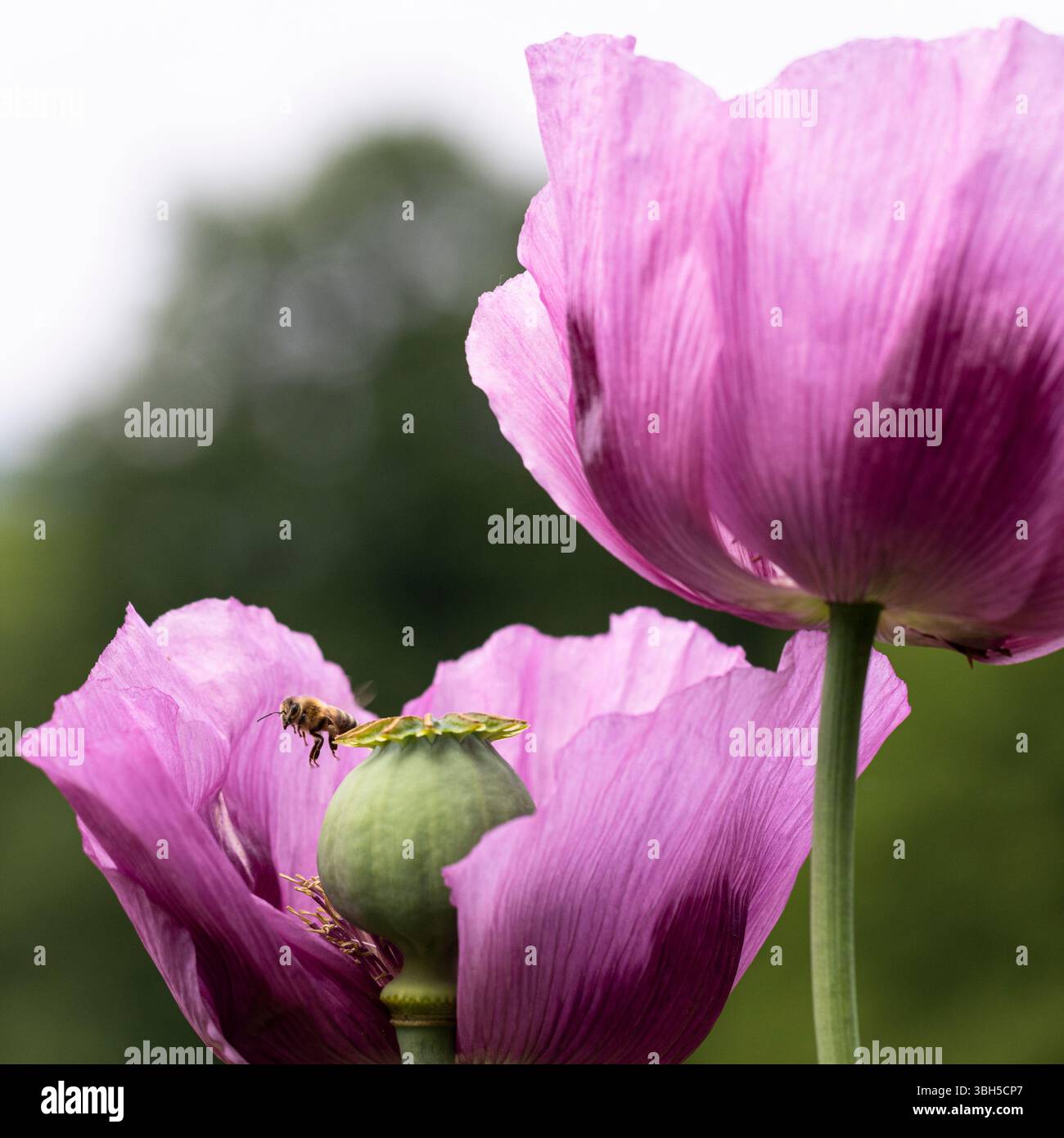 Violet poppy flower blossom hi-res stock photography and images - Alamy