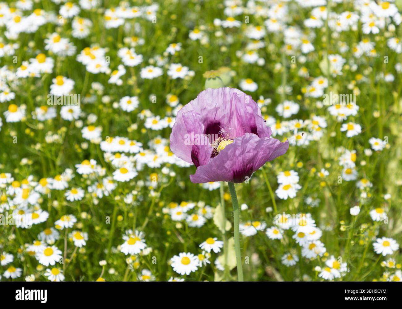 Purple poppy blossoms in field hi-res stock photography and images - Alamy