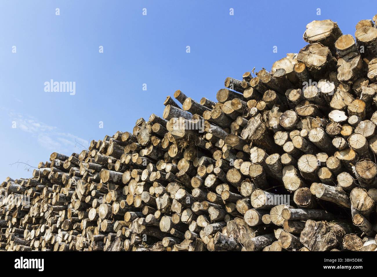 Large quantity of cut and stacked pine timber waiting to be transported ...