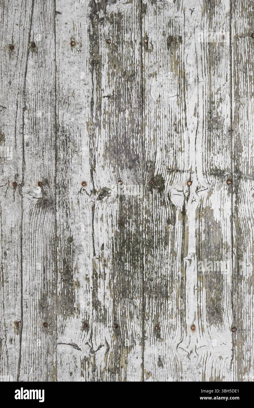 White wood texture, with traces of peeling and mold. Ideal for textures ...
