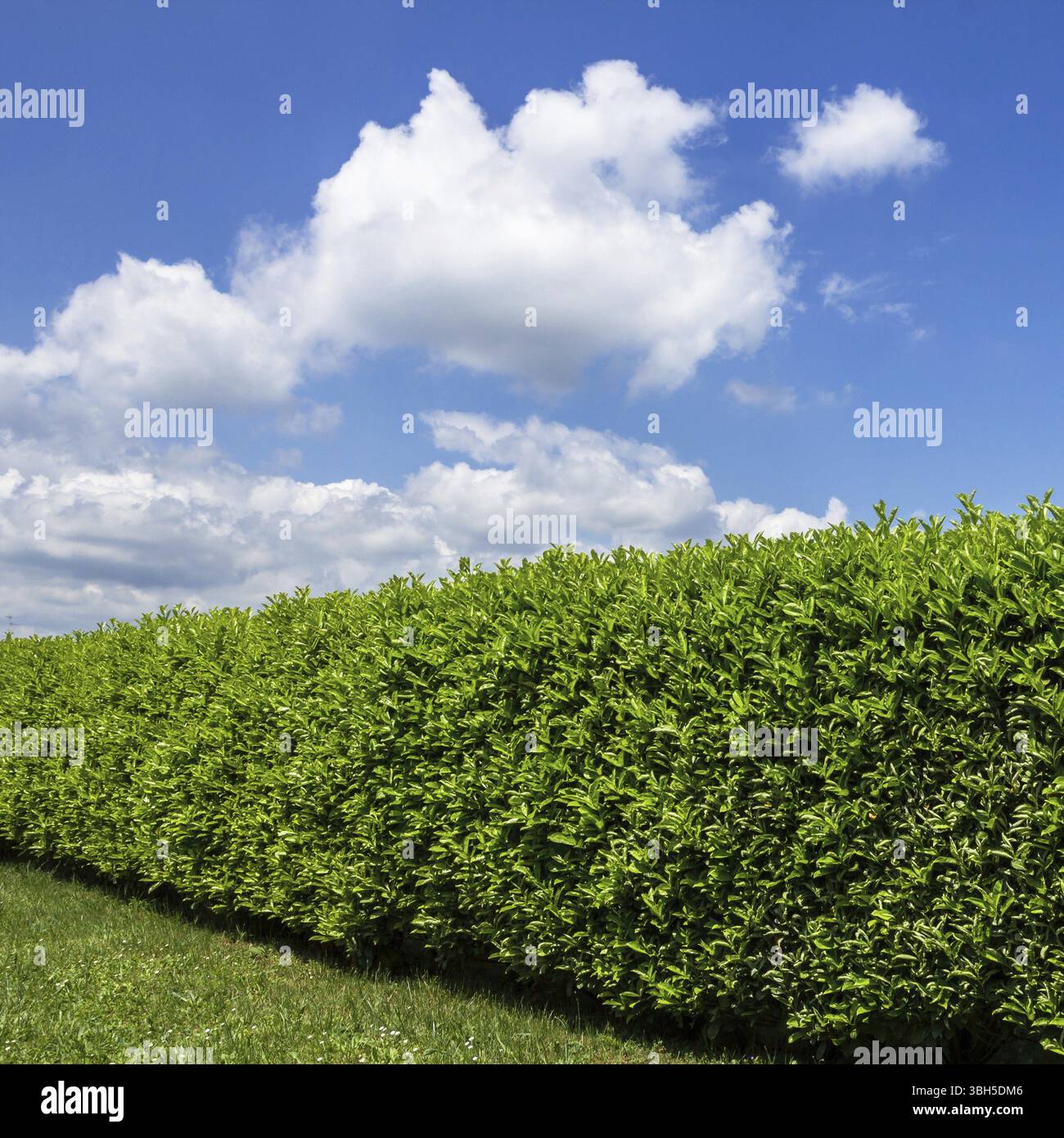 Green hedge in a garden, with blue sky and white clouds as background ...