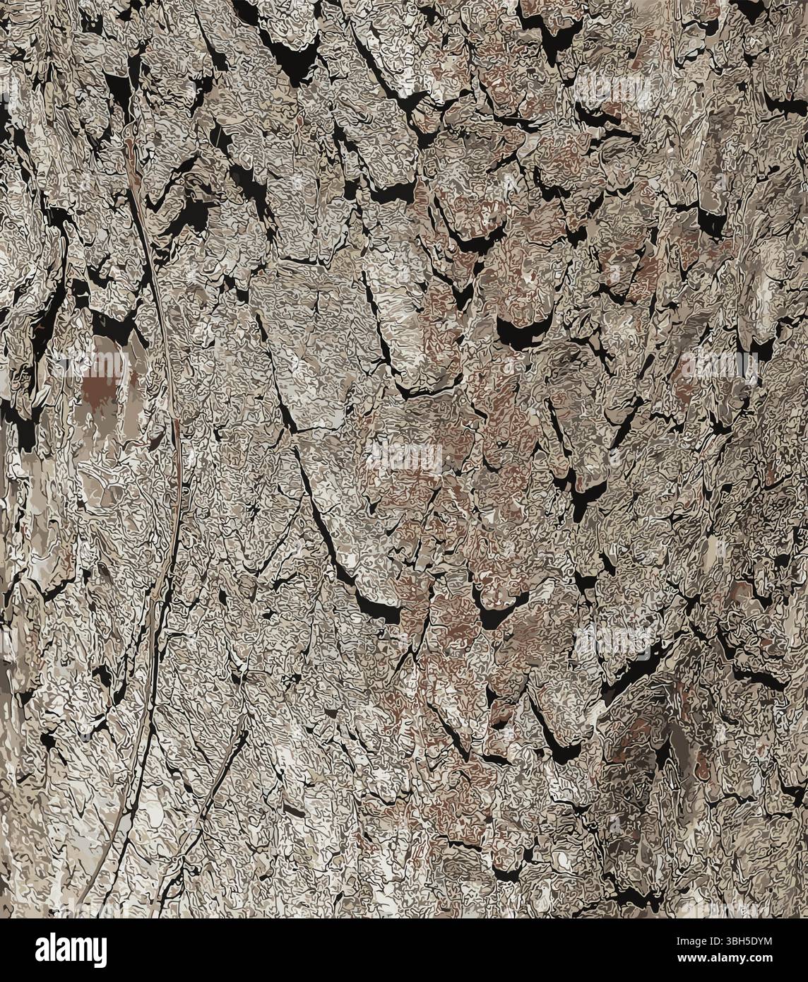 Vector illustration of the bark details a Catalpa tree - Latin name ...