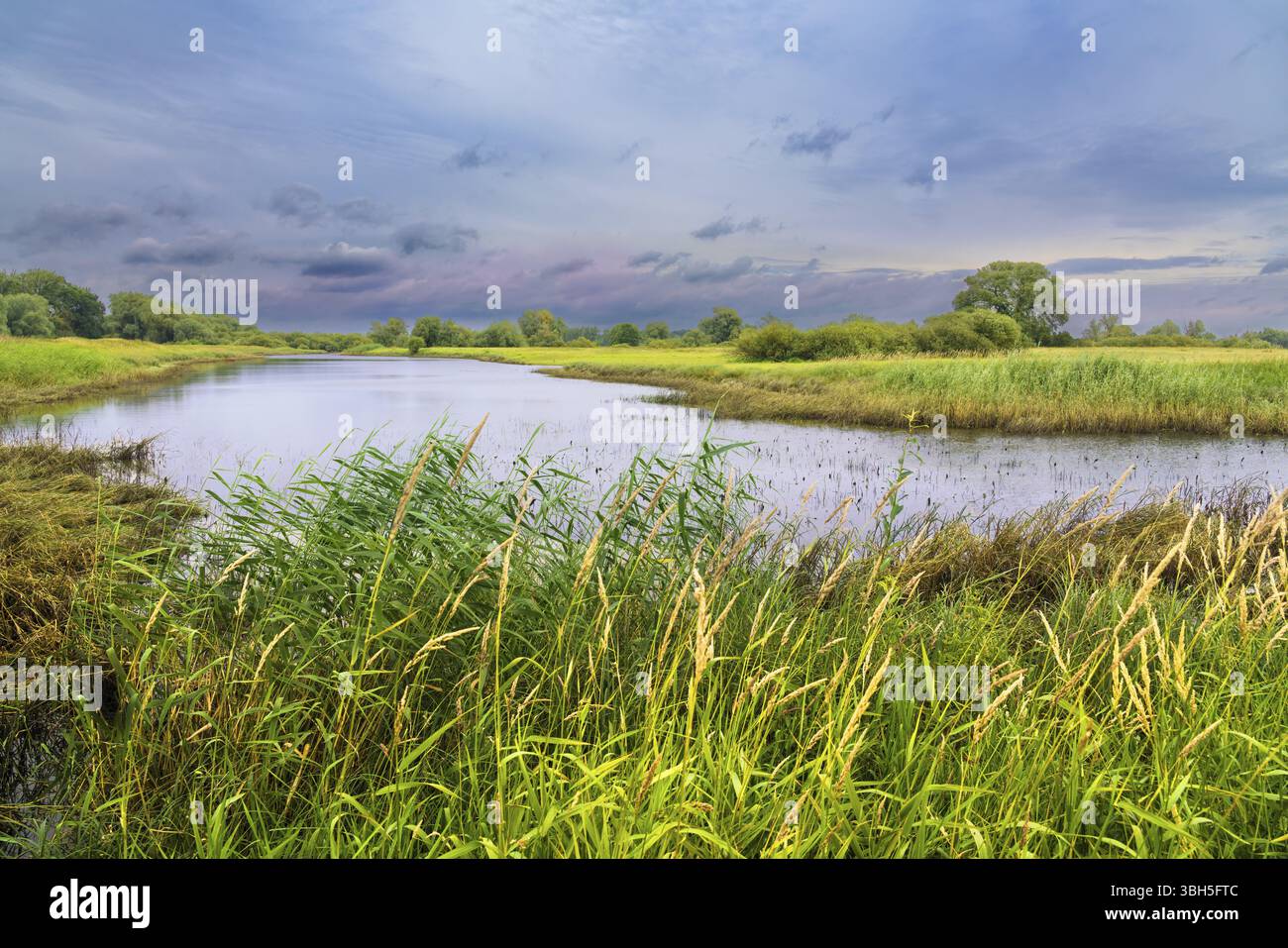 View of the river marsh in Damnatz in the Lower Saxony Elbe Valley ...