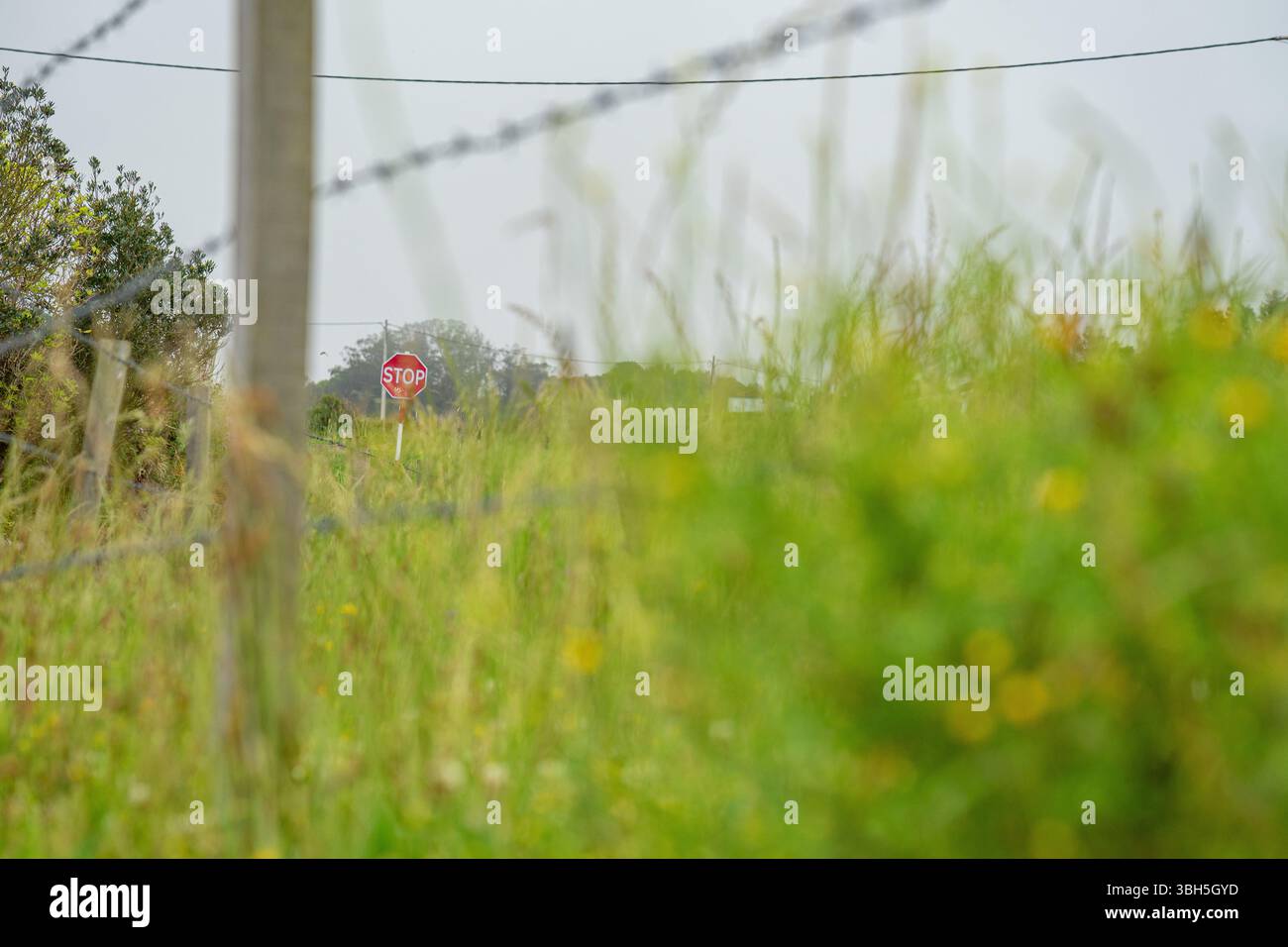 Stop sign seen through hi-res stock photography and images - Alamy