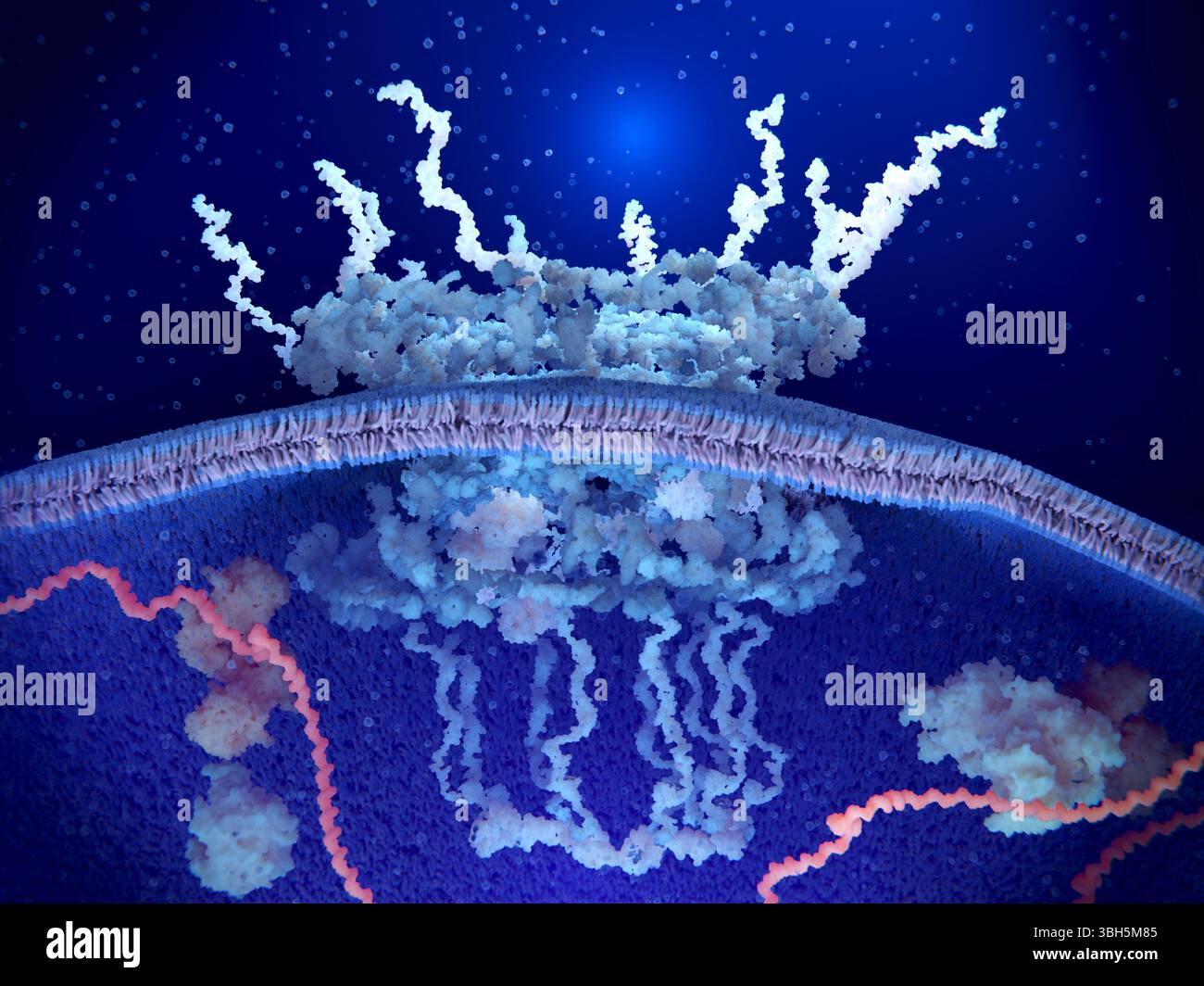 Illustration of a section through a cell nucleus (lower frame) showing ...