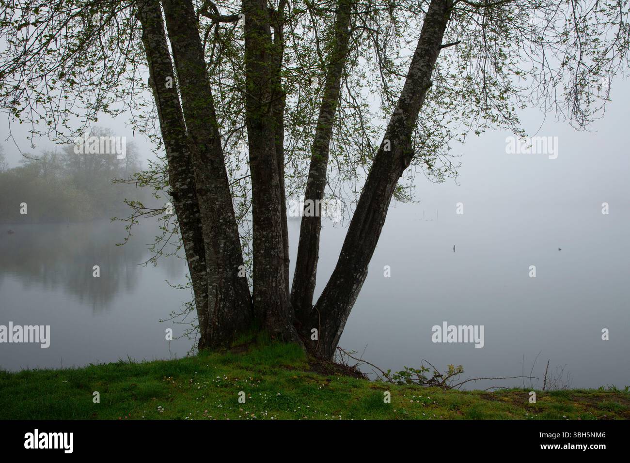 Red alder (Alnus rubra) on Huddleston Pond, Hampton Park, Willamina ...