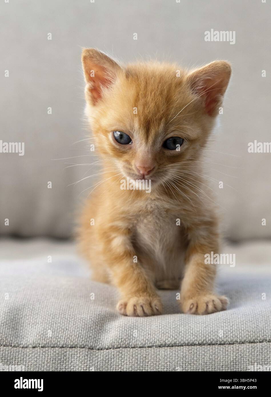 Clumsy young hi-res stock photography and images - Alamy