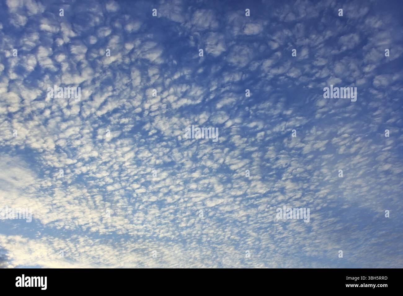 Altocumulus clouds on whole sky as a texture Stock Photo - Alamy
