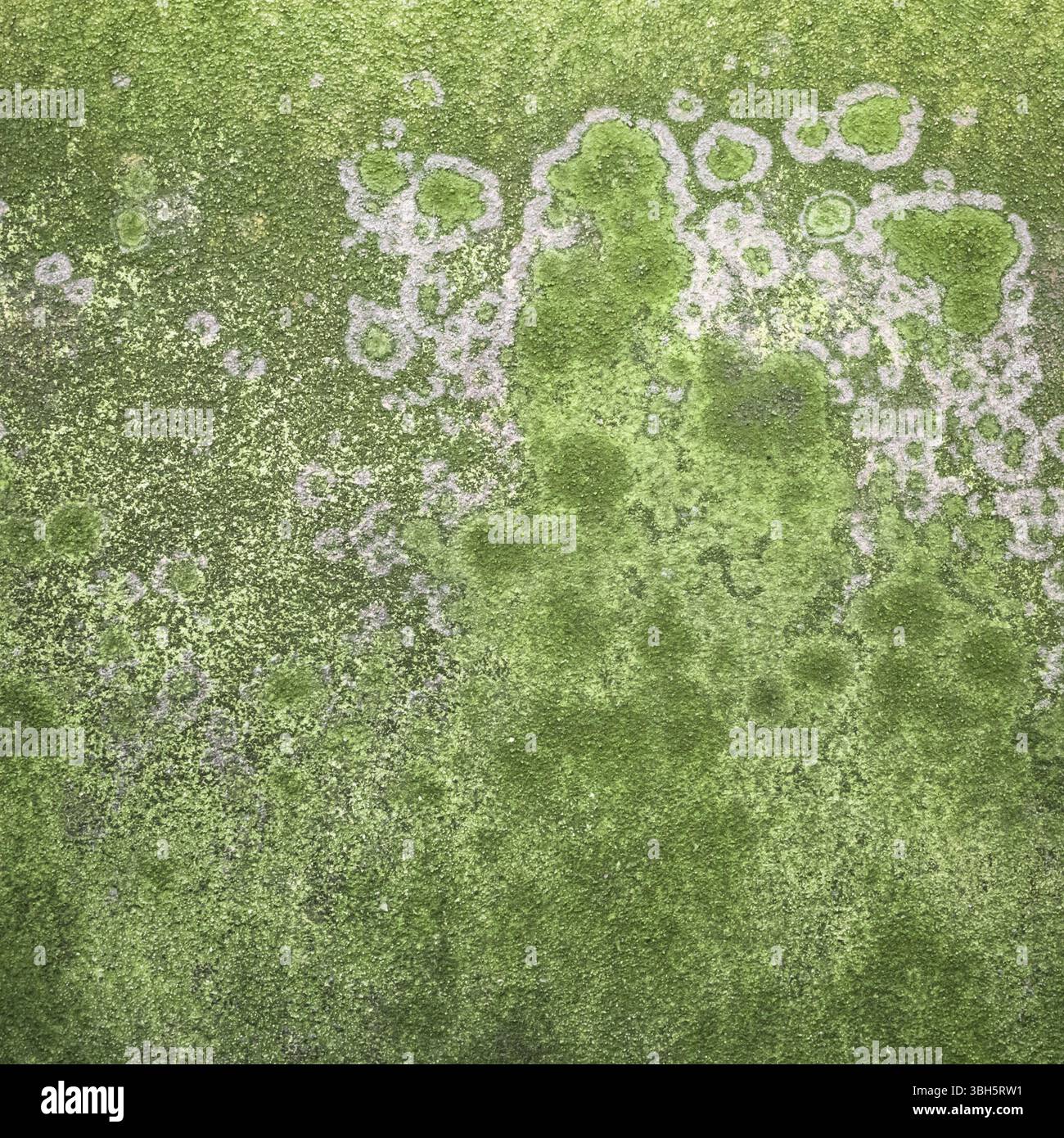 Moss and mold affect the plaster of an exterior wall Stock Photo - Alamy