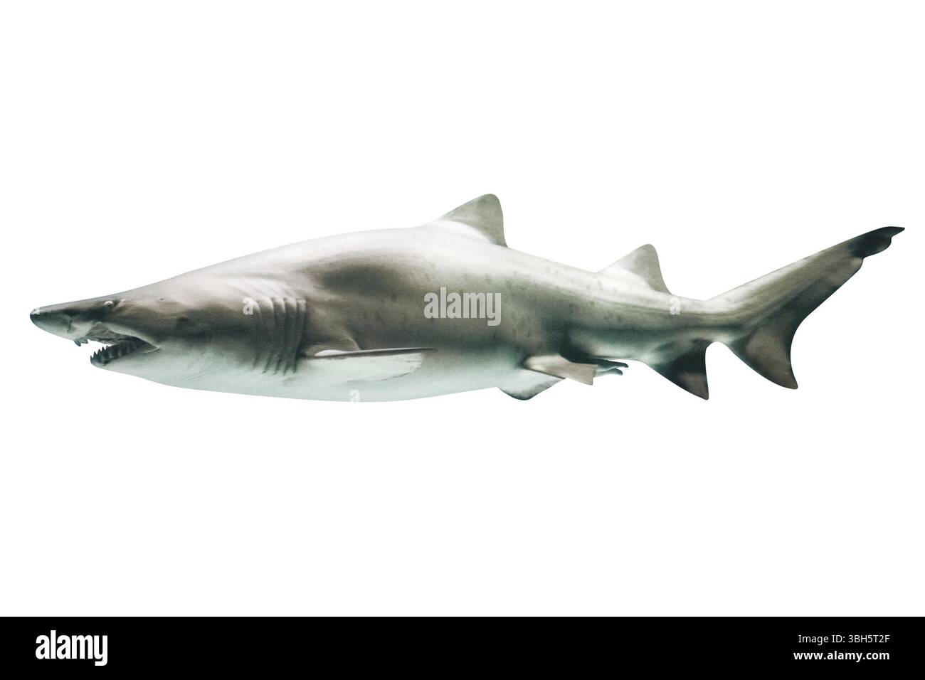 Great white shark side view hi-res stock photography and images - Alamy