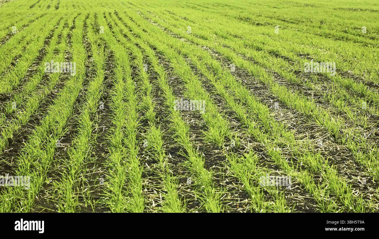 Sown in autumn hi-res stock photography and images - Alamy