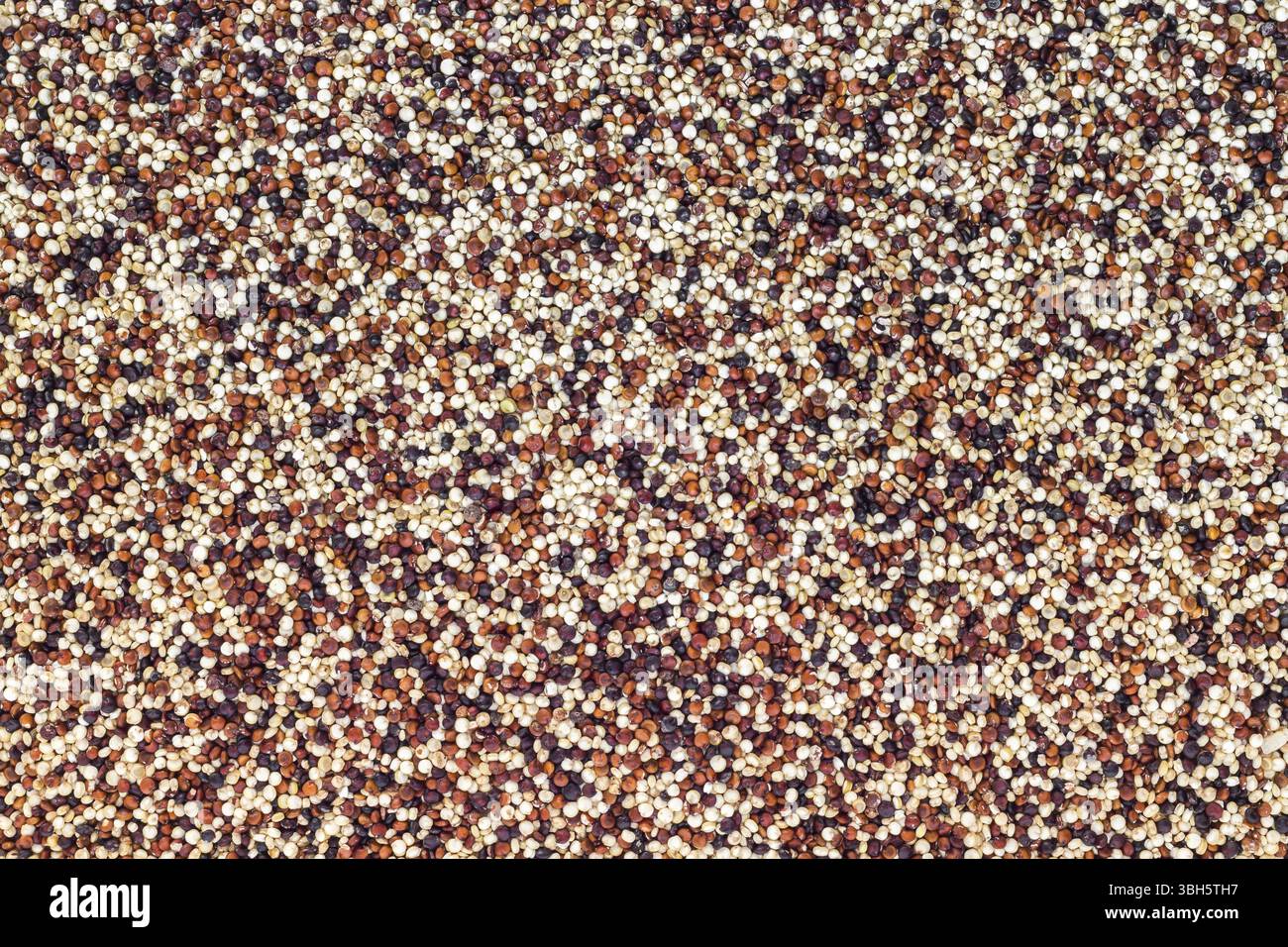 Mixed red, white and black quinoa, source of protein for vegetarians ...