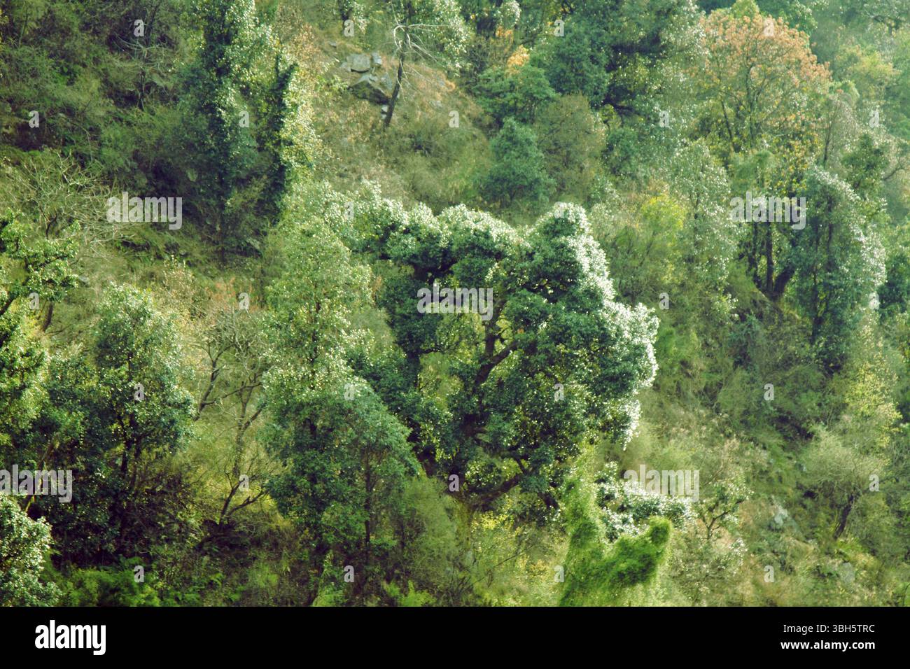 Spring subtropical deciduous mountain forests and climbing plant of ...