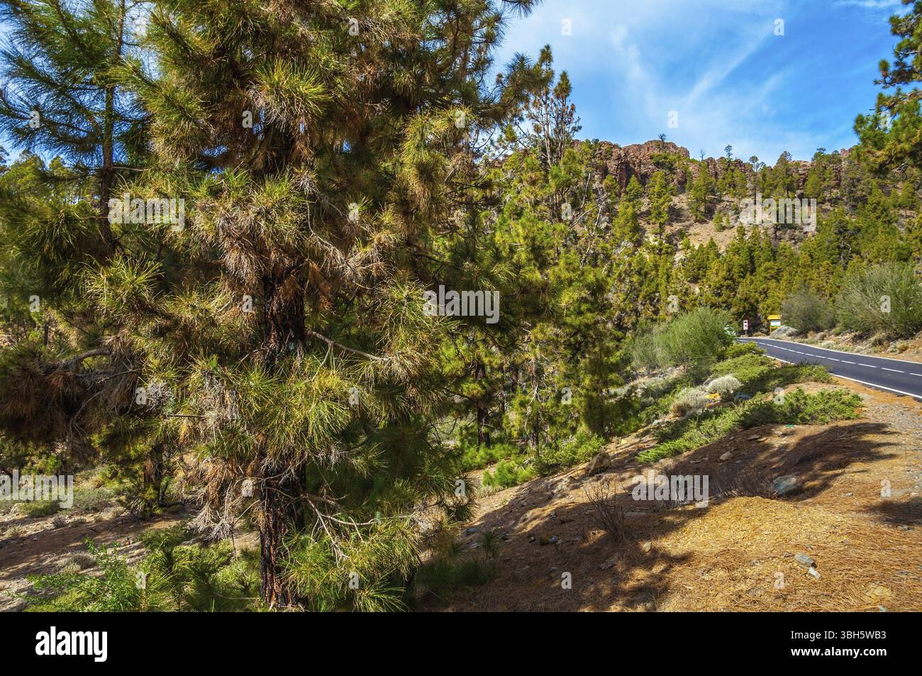 Canarian pines, pinus canariensis in the Corona Forestal Nature Park ...