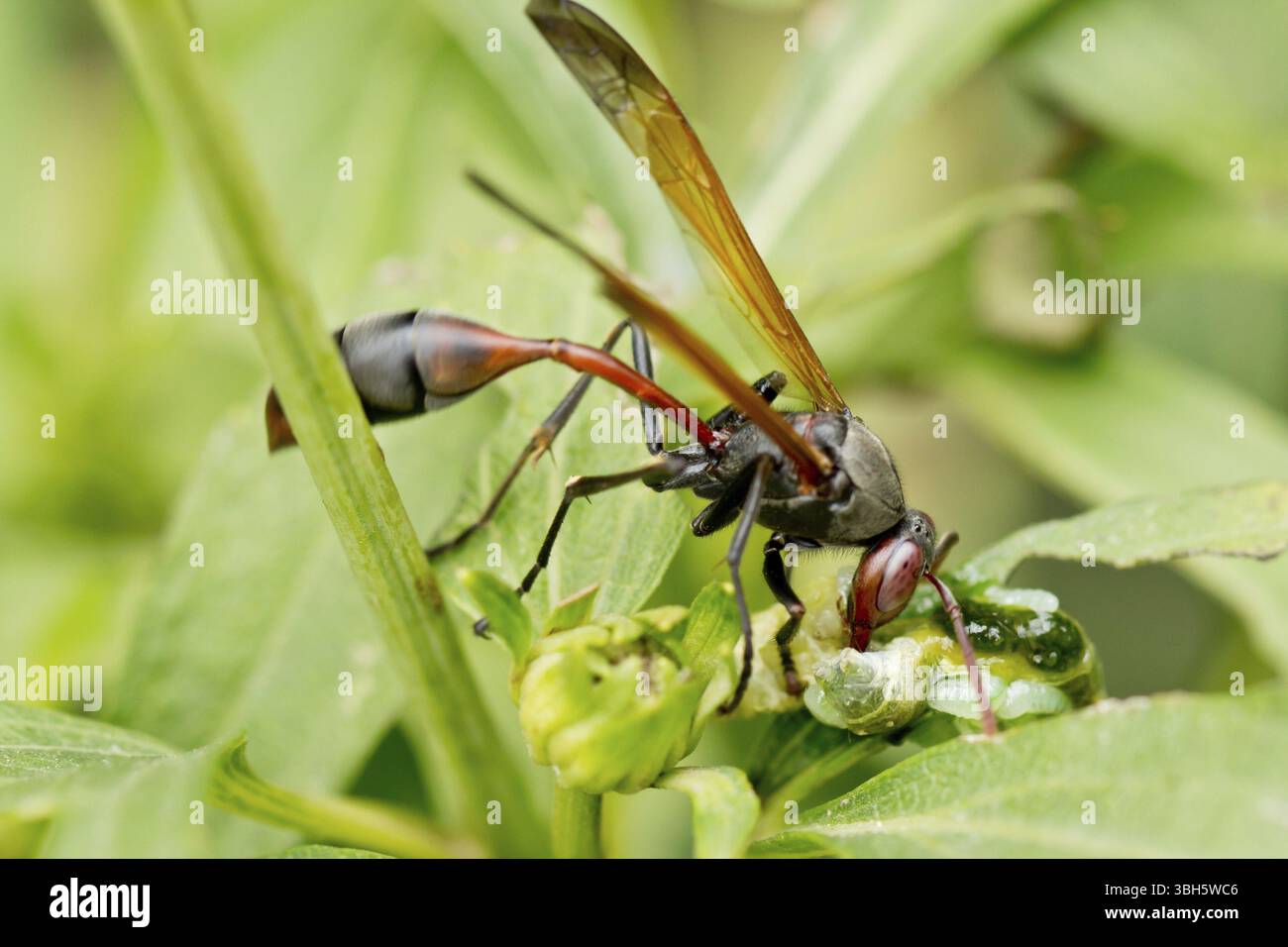 A hungry wasp eating a hatching larva Stock Photo - Alamy