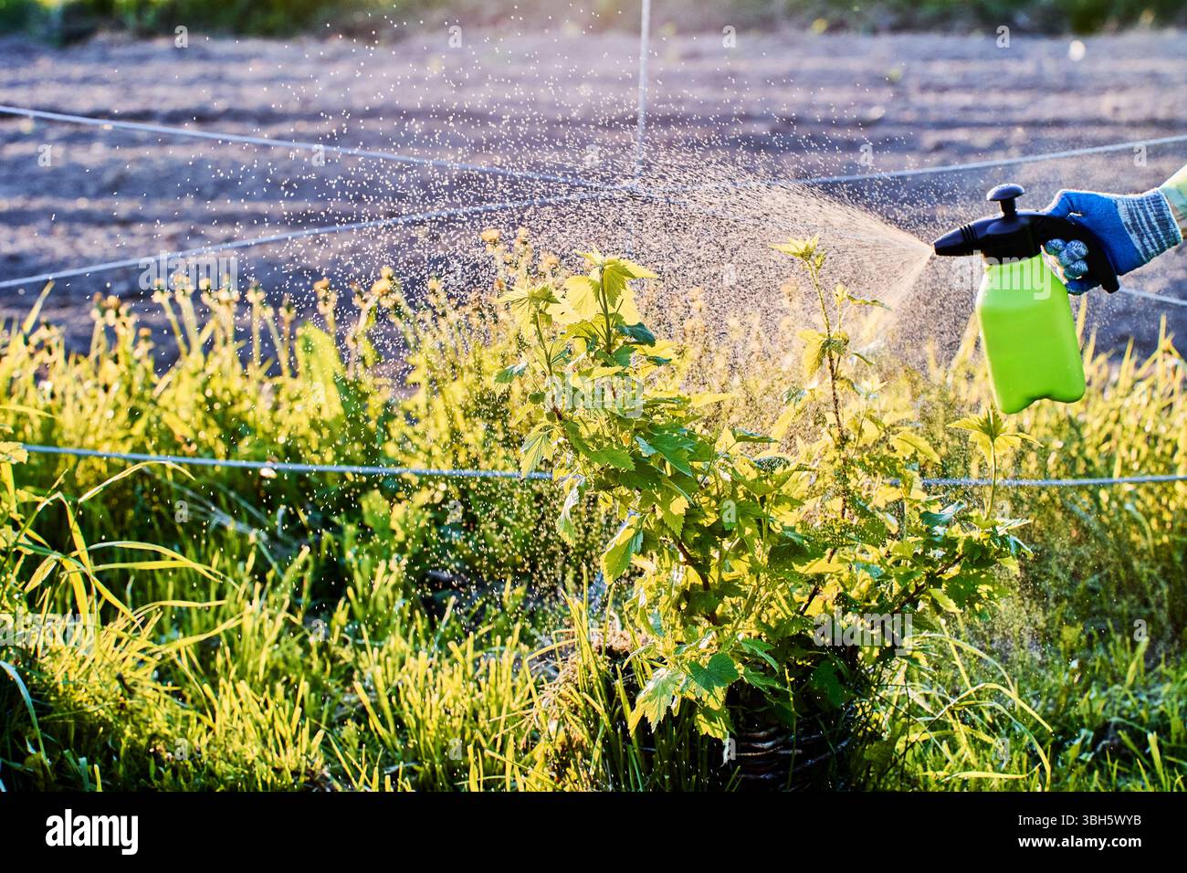 Garden hand pump sprayer operates using pressure, you need to manually ...