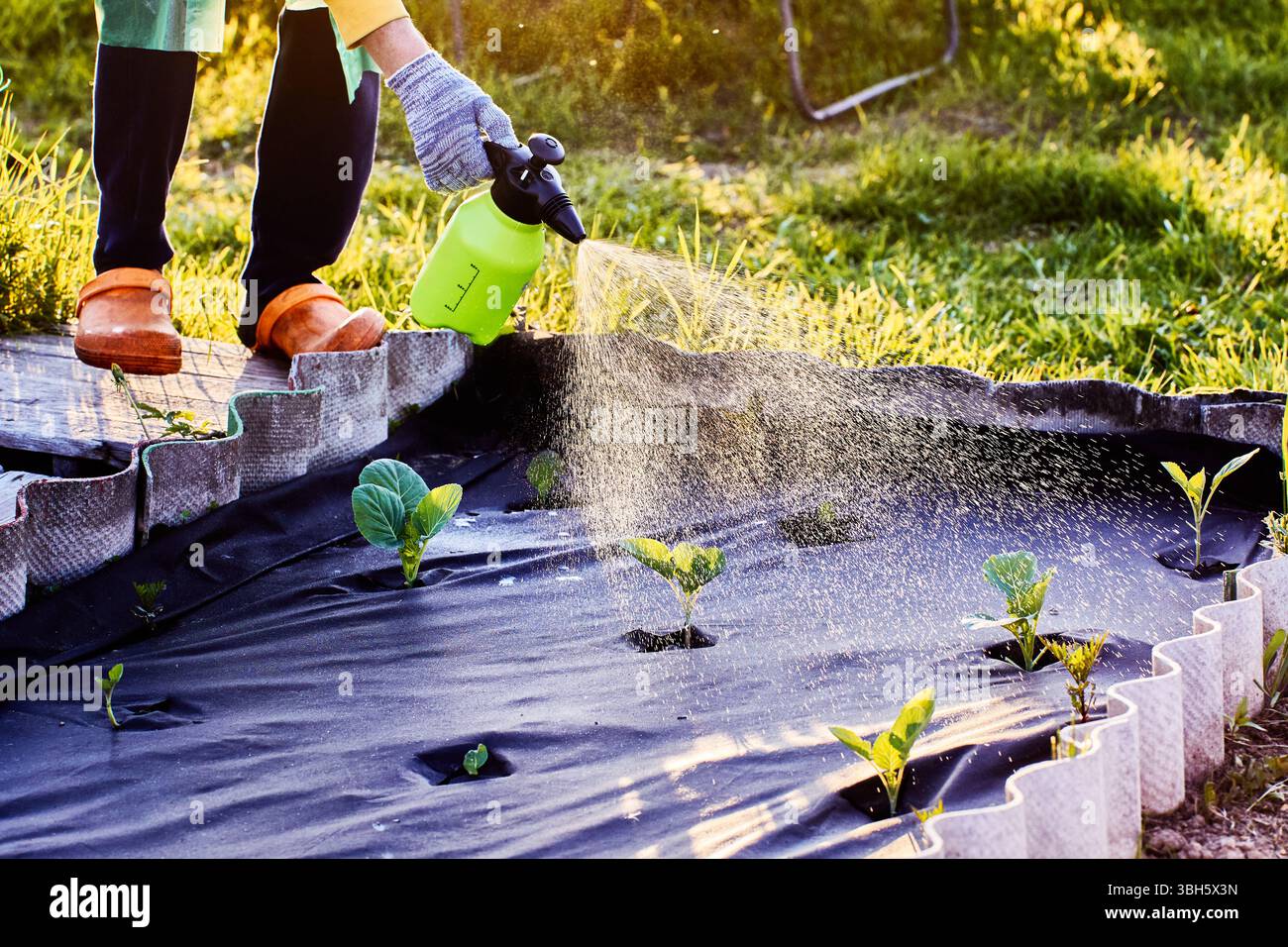 Pump action sprayer operated by hand in gloves applies plant protectant ...