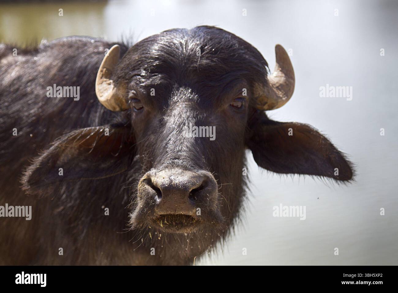 Indian water Buffalo young, portrait Stock Photo - Alamy