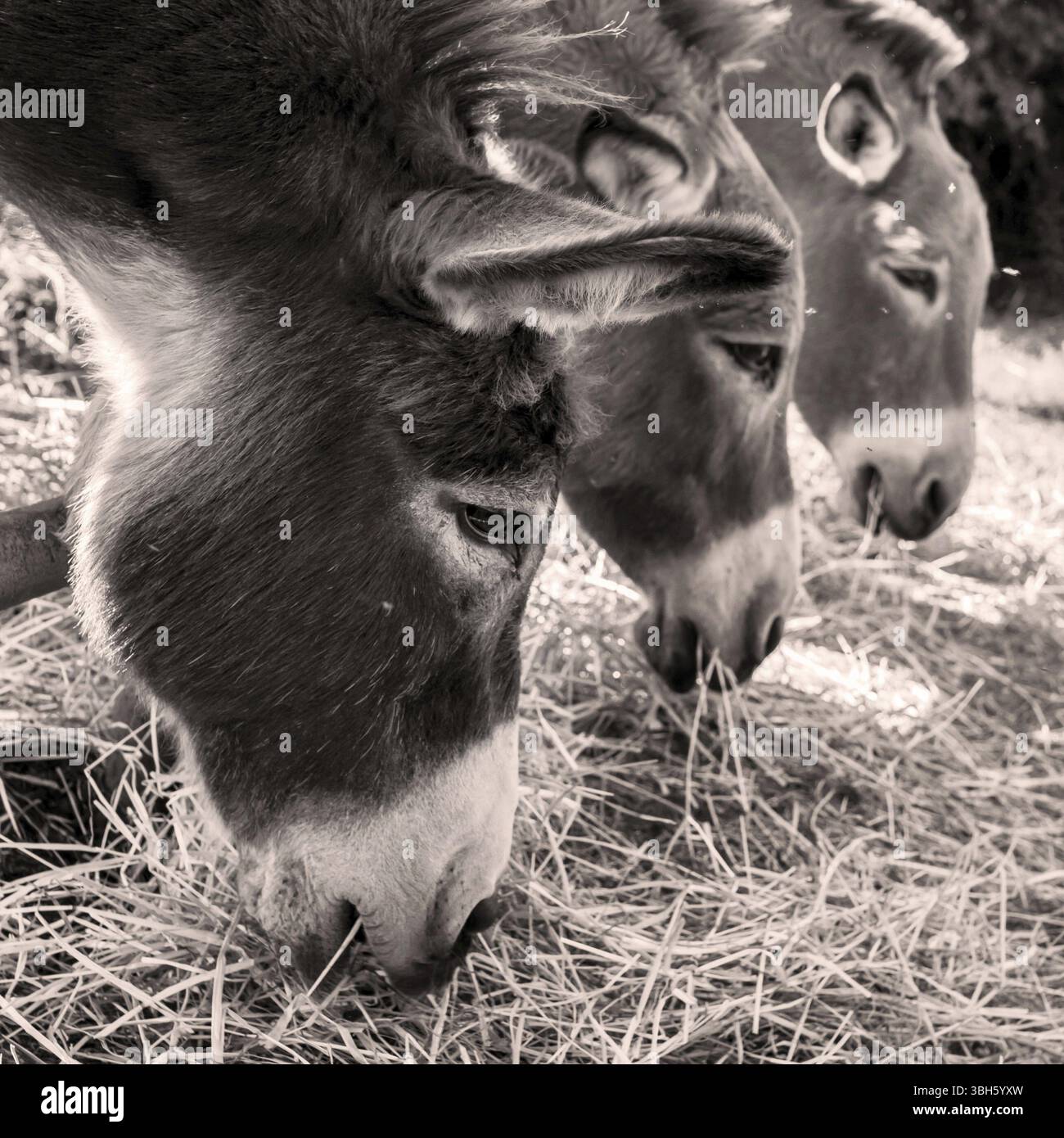 Looking donkeys hi-res stock photography and images - Alamy
