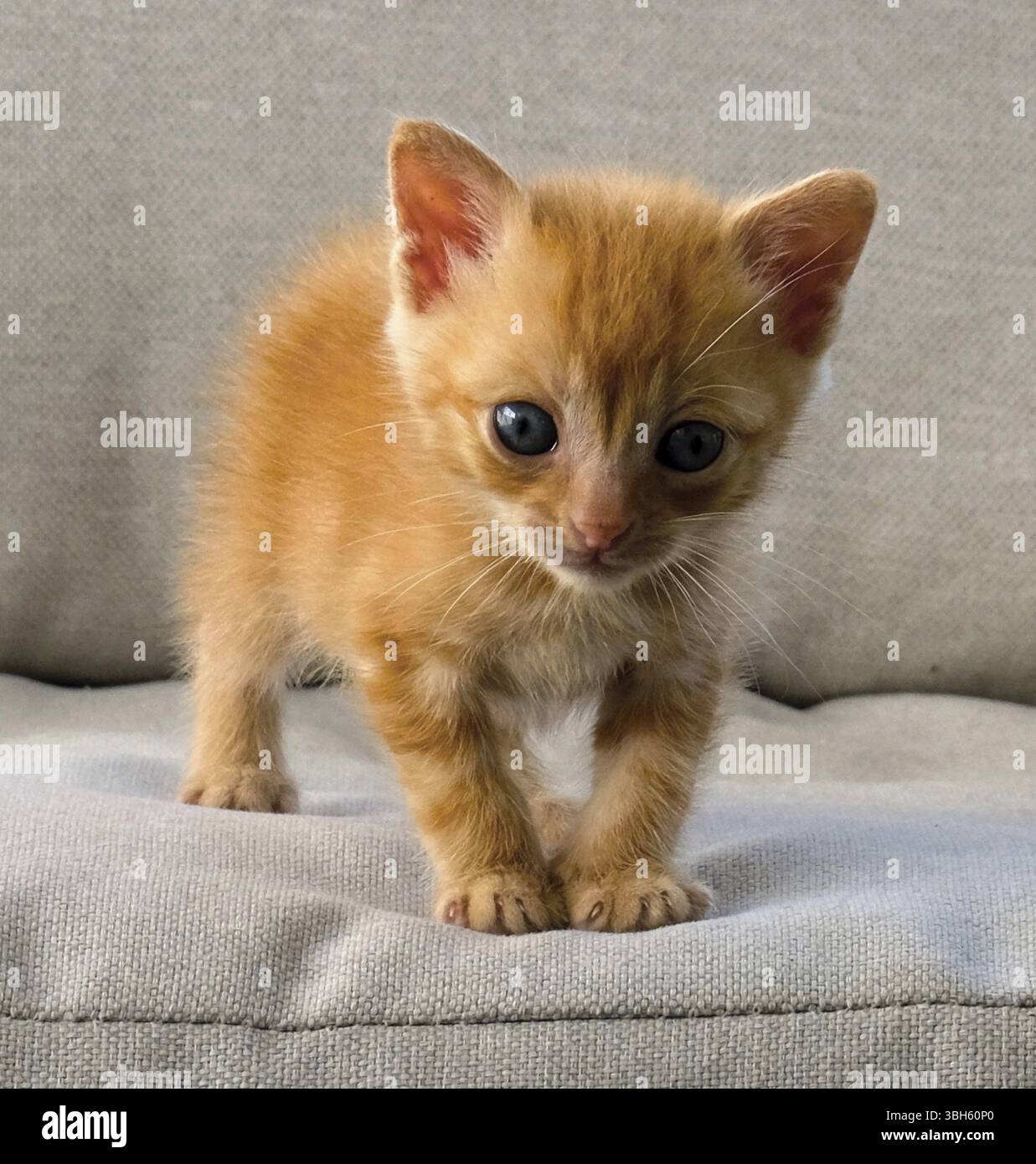 Clumsy animal hi-res stock photography and images - Alamy