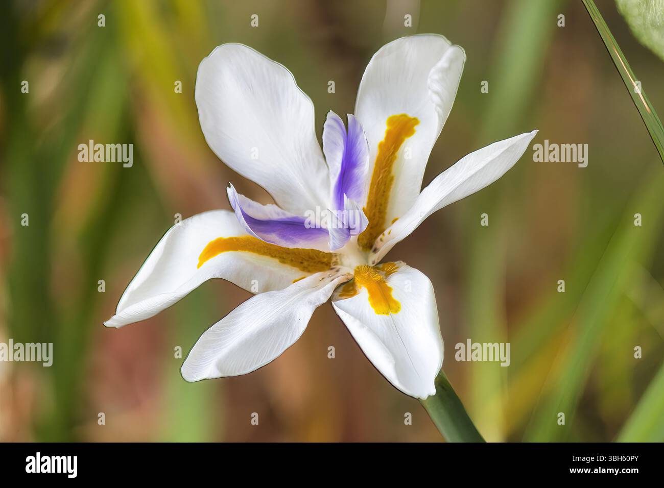 African iris hi-res stock photography and images - Alamy