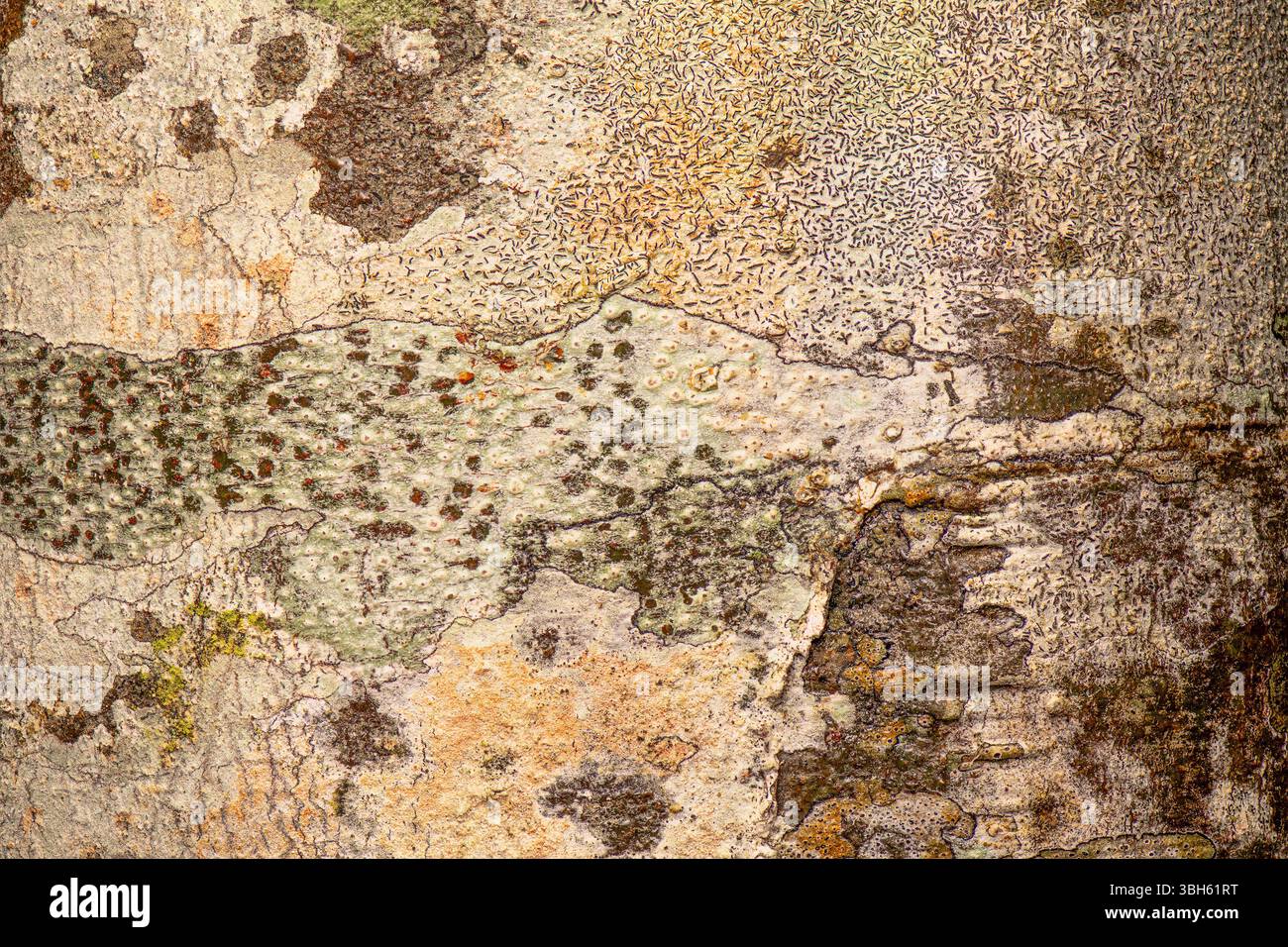 Scented satinwood hi-res stock photography and images - Alamy