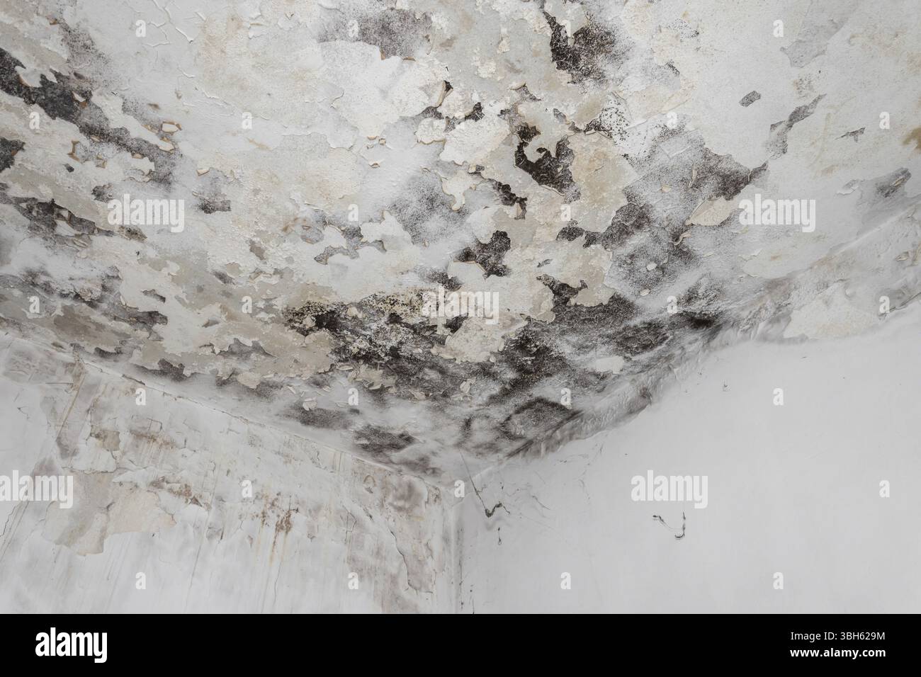 Moss and Mold spots on the ceiling on wall due to poor air ventilation ...