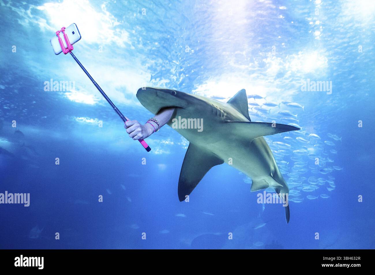 Underwater white shark taking a selfie picture with a human arm holding ...