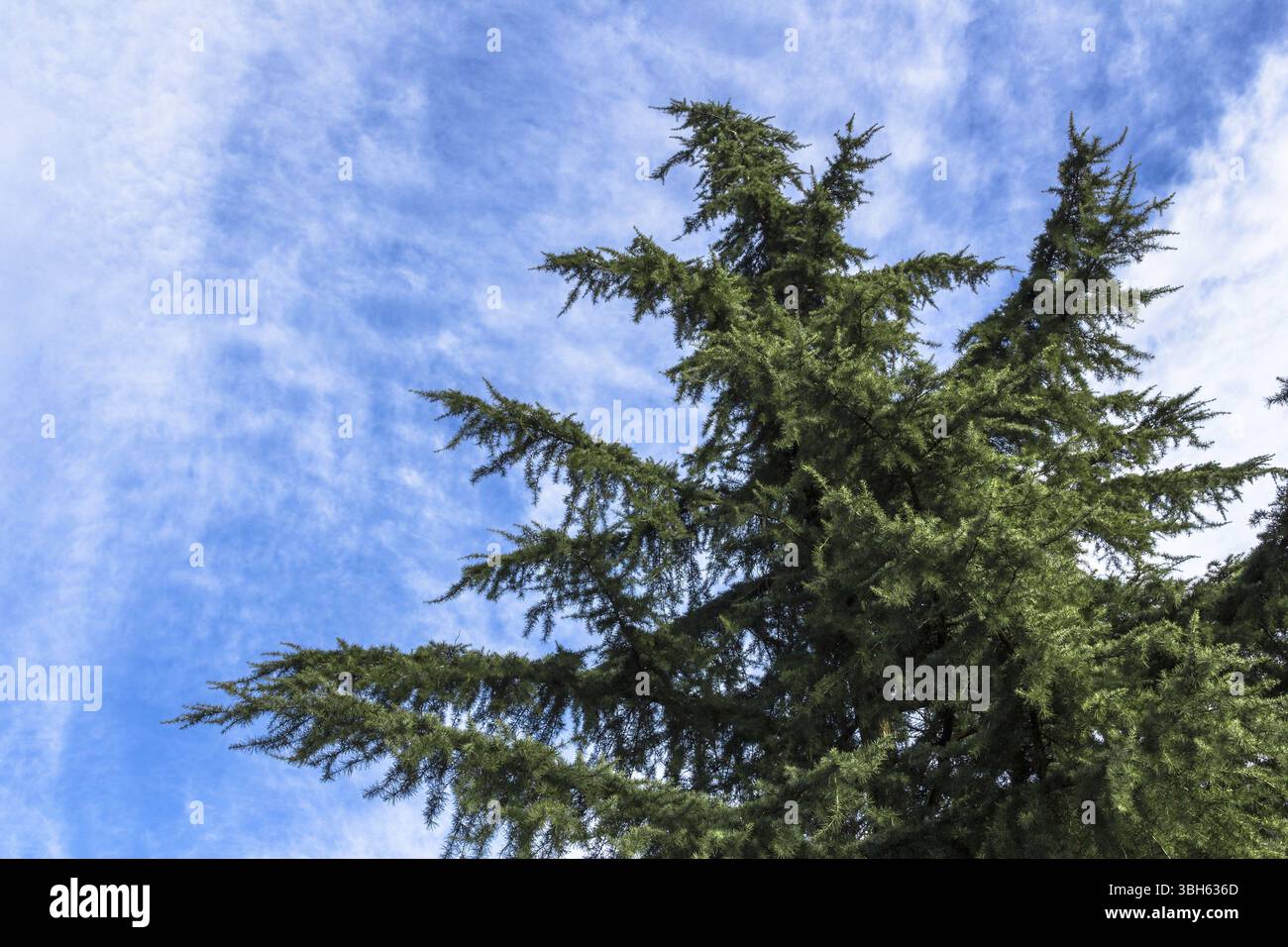 An ancient pine tree overlooking the blue sky and clouds Stock Photo ...